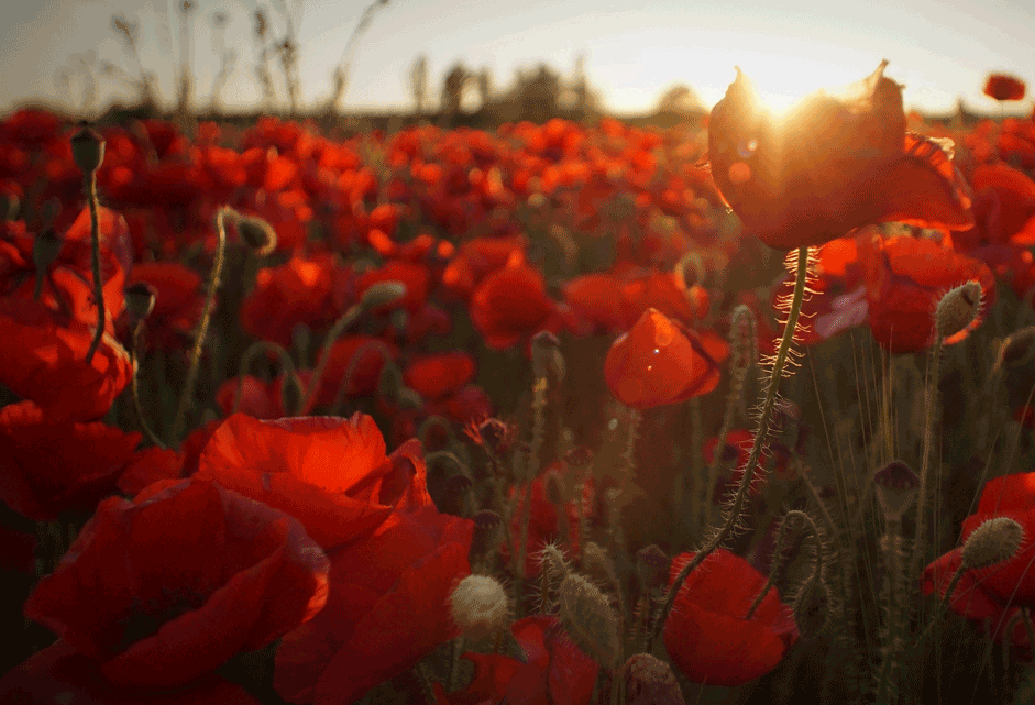 Oldham residents will be able to see Remembrance Sunday services online ...