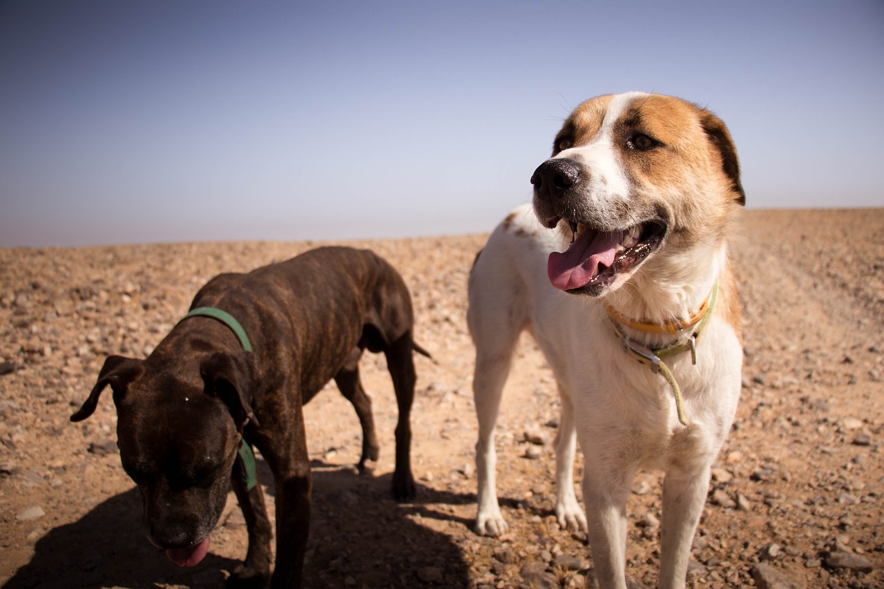 Guidance on Dog Control and Welfare for Police and Local Authorities ...